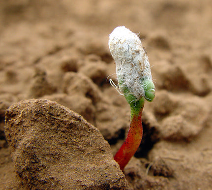 Kit de plantare Uplift, cu seminte de Bumbac si ghiveci de teracota ...