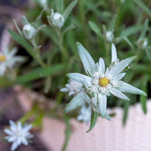 Kit de plantare Uplift, cu seminte de Floare de colt - Zamburi cu grai ...