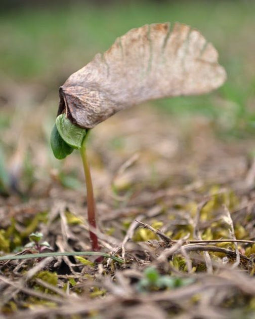 Kit de plantare Uplift, cu seminte de Artar - Zamburi cu grai ...