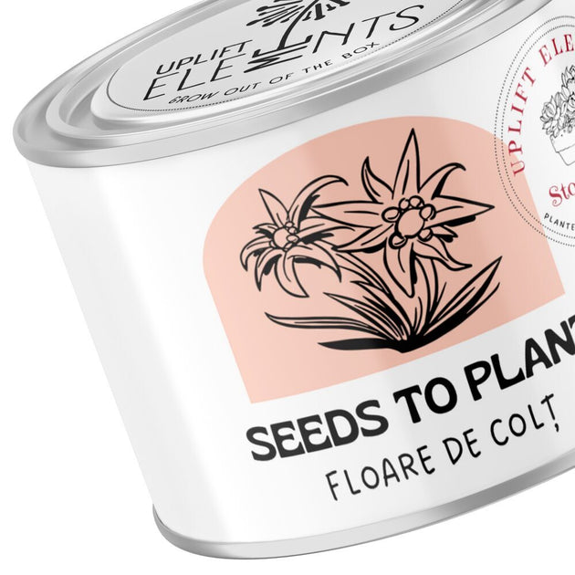 Kit de plantare Uplift, cu seminte de Floare de colt si ghiveci de ...