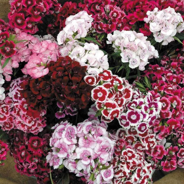 Kit de plantare Uplift, cu seminte de Garofite - Uplift | IARMAROC.com