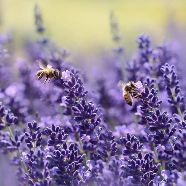Kit de plantare Uplift, seminte de Lavanda - Zamburi cu grai | IARMAROC.com